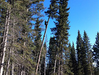 Aerial Tree Services -Tree Services | Calgary Arborists - Tree Pruning ...