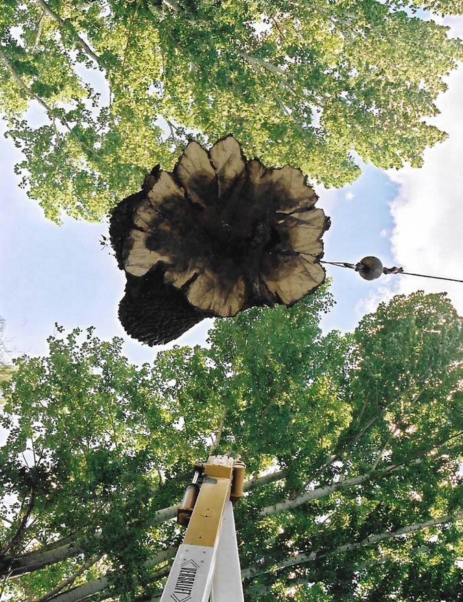 How to Take Down a 100 Foot Poplar - | Calgary Arborists - Tree Pruning ...