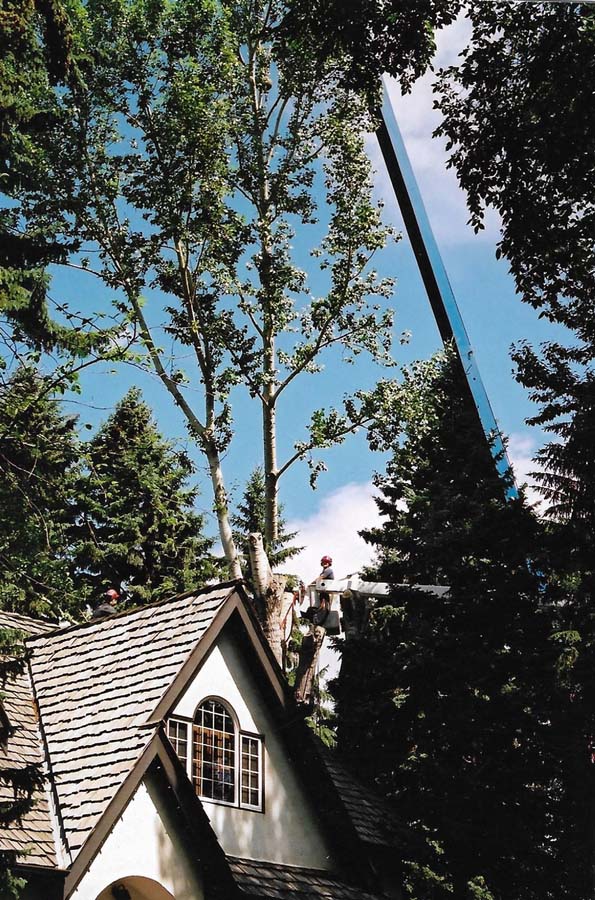 How to Take Down a 100 Foot Poplar - | Calgary Arborists - Tree Pruning ...