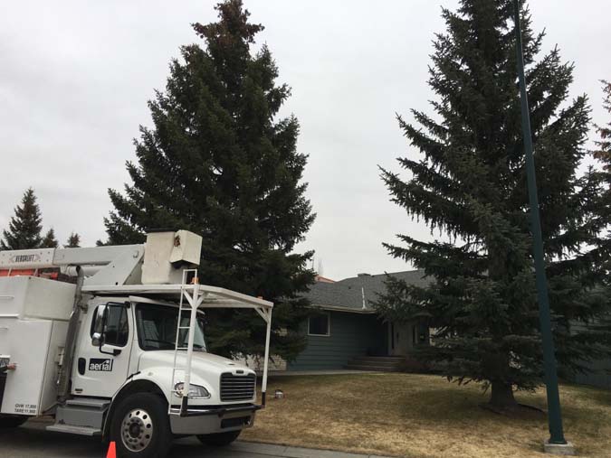 Aerial Tree Services - Gallery | Calgary Arborists - Tree Pruning & Removal